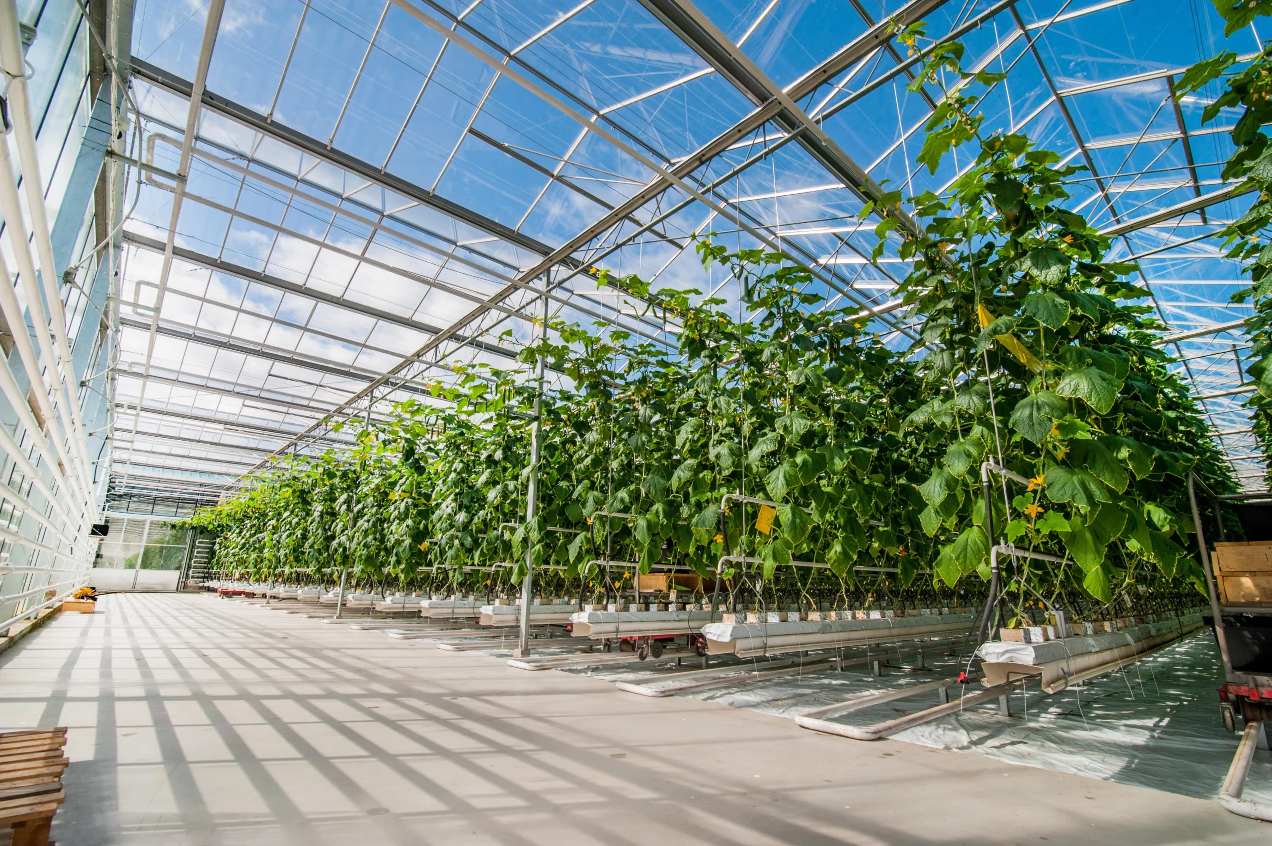 CEA | Smart Greenhouse Control Solutions
