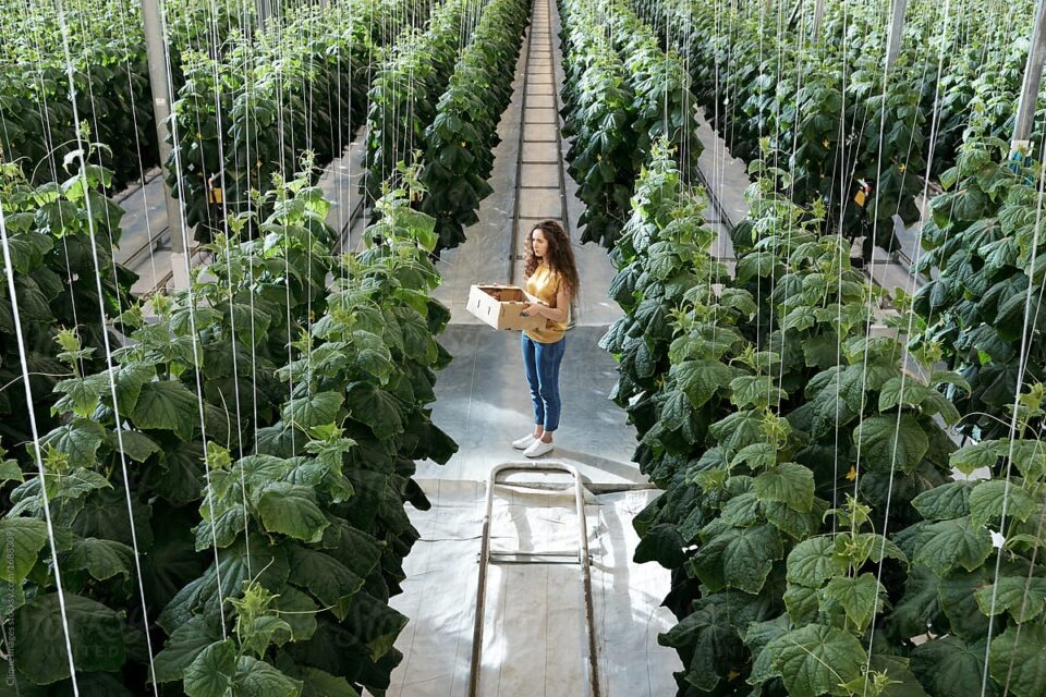 CEA | Smart Greenhouse Control Solutions