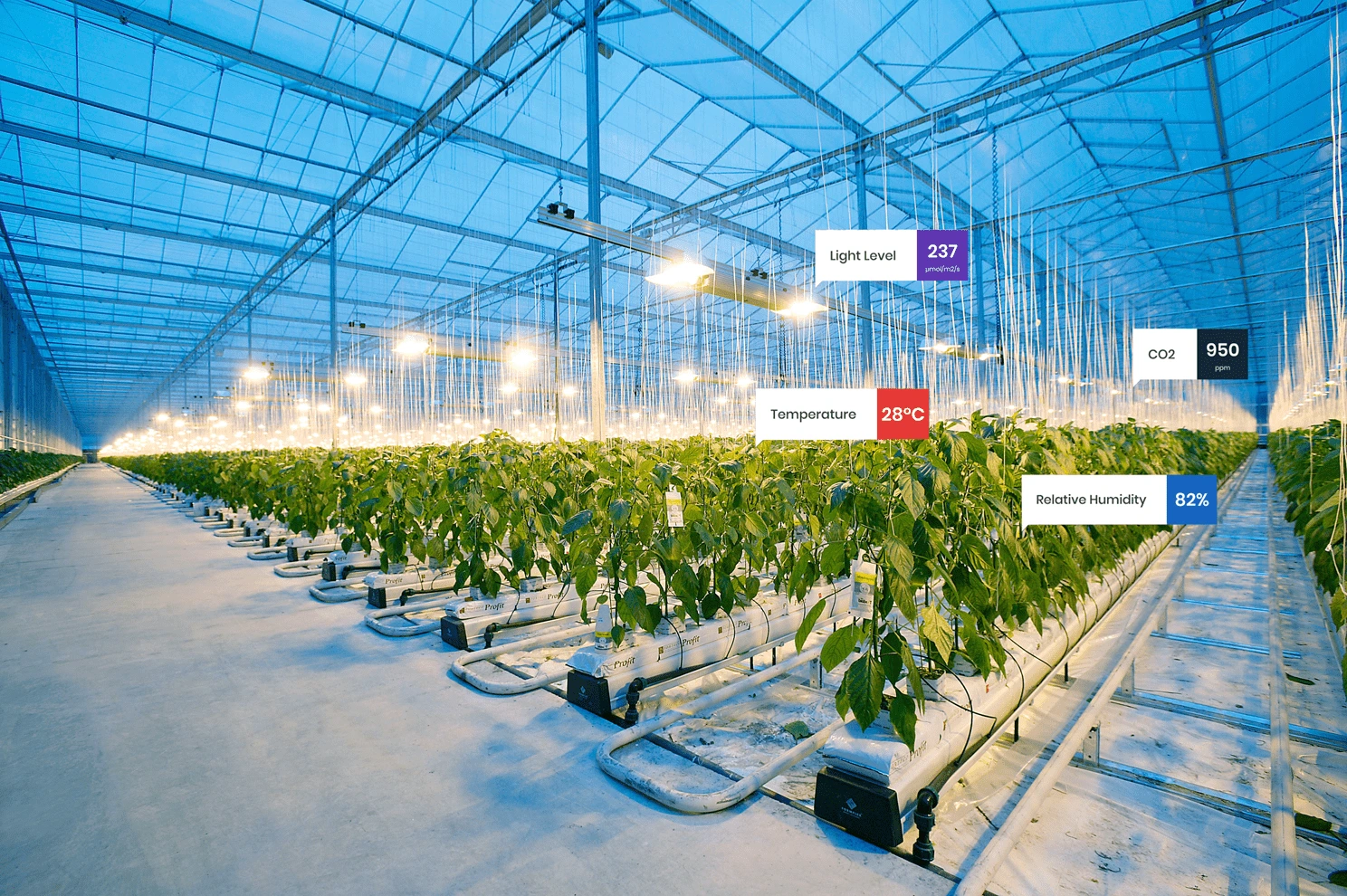 Autonomous growing continues to drive higher cucumber yields